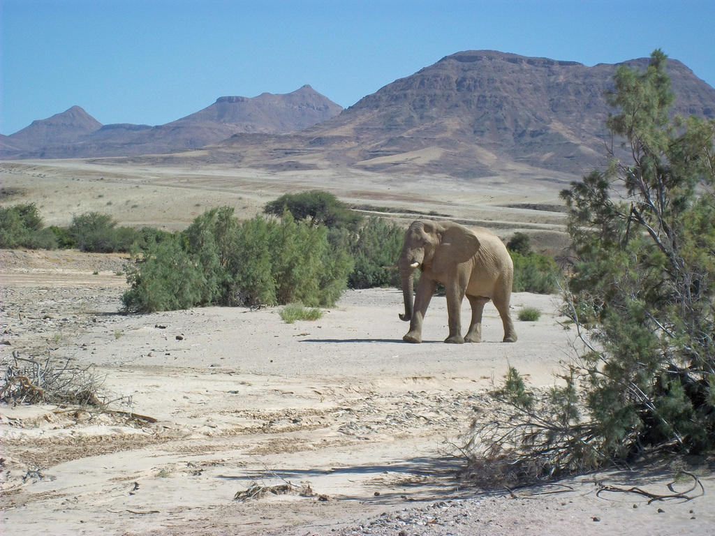 Proboscideans (Proboscidea) - Know Your Mammals