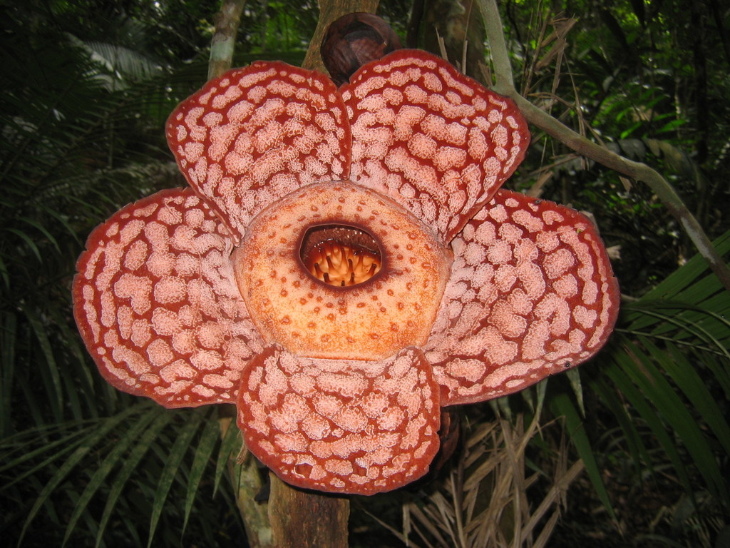 rafflesia flowers (Rafflesia) - Botanical Realm
