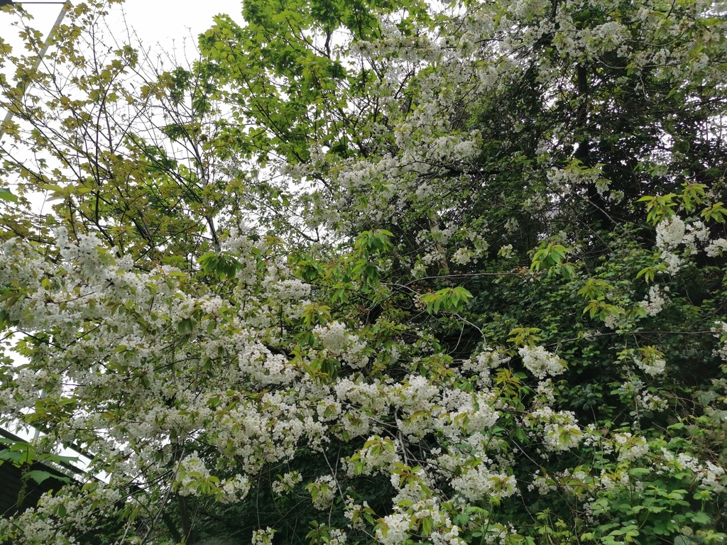 wild cherry from Town Centre, Bournemouth, UK on April 18, 2020 at 11: ...