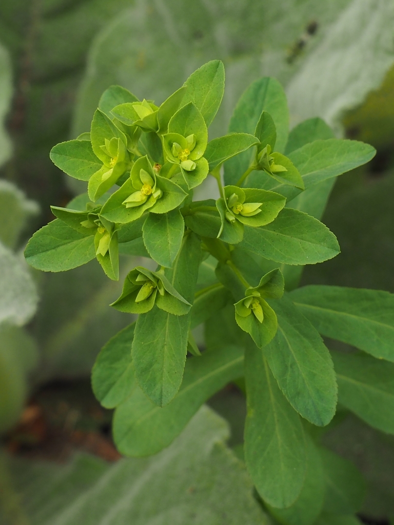 Reticulate-seeded Spurge (Plants of Lake Arrowhead State Park, TX ...