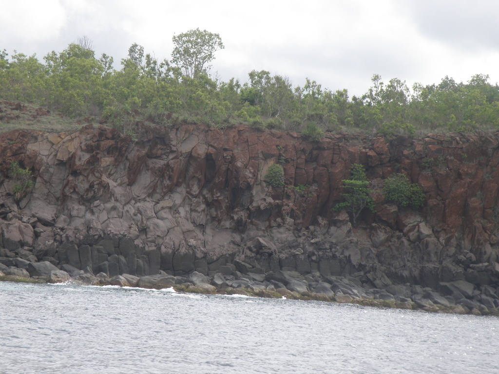 White Eucalyptus from Alor Regency, East Nusa Tenggara, Indonesia on ...