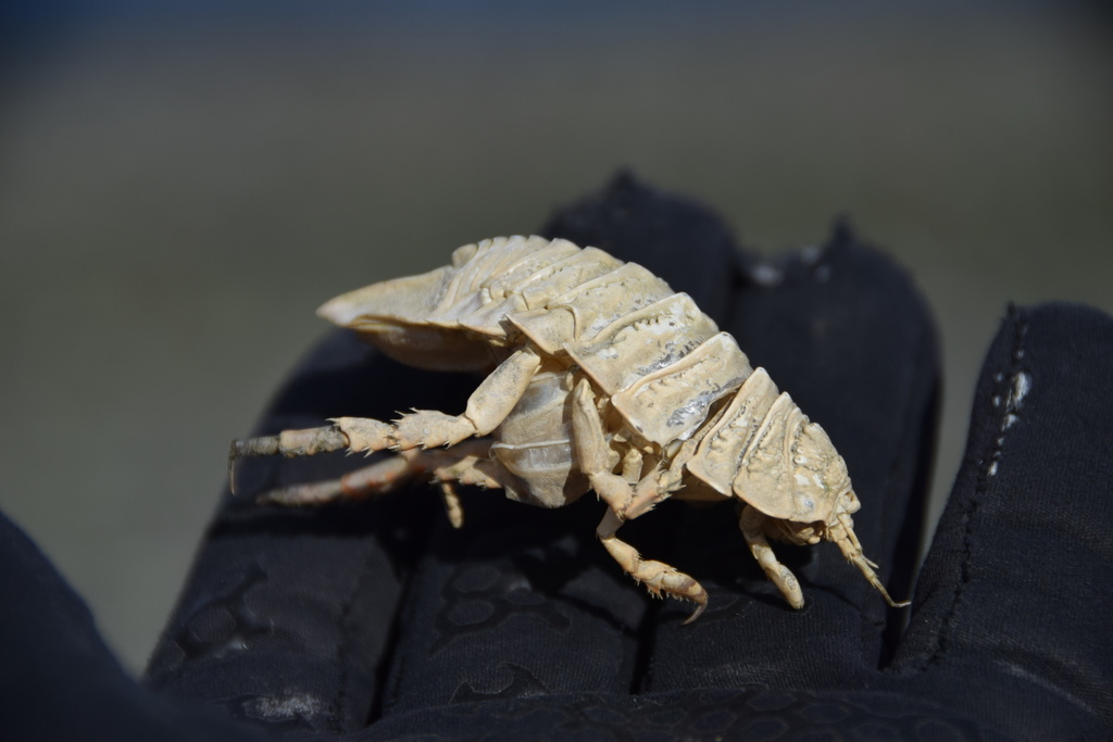Antarctic Isopod from King George Island (Wyspa Króla Jerzego ...