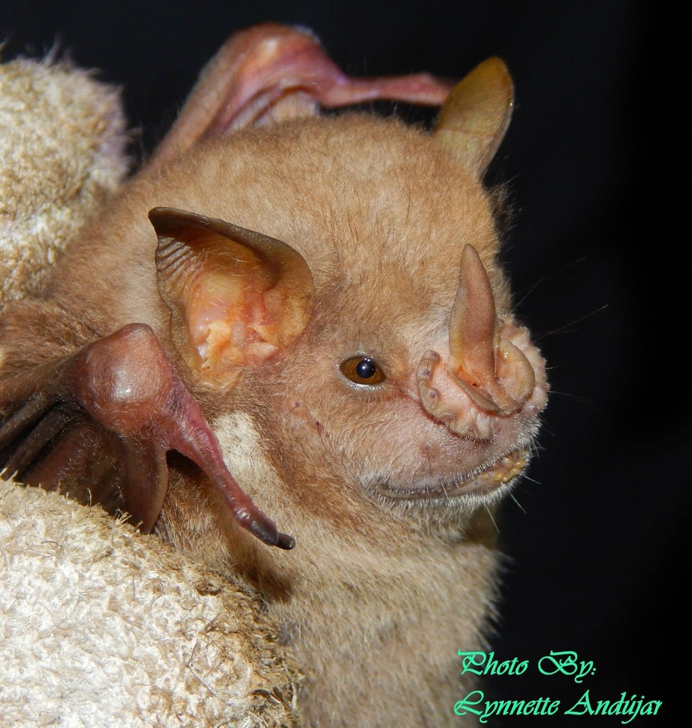 red fig-eating bat (Stenoderma rufum) - Know Your Mammals
