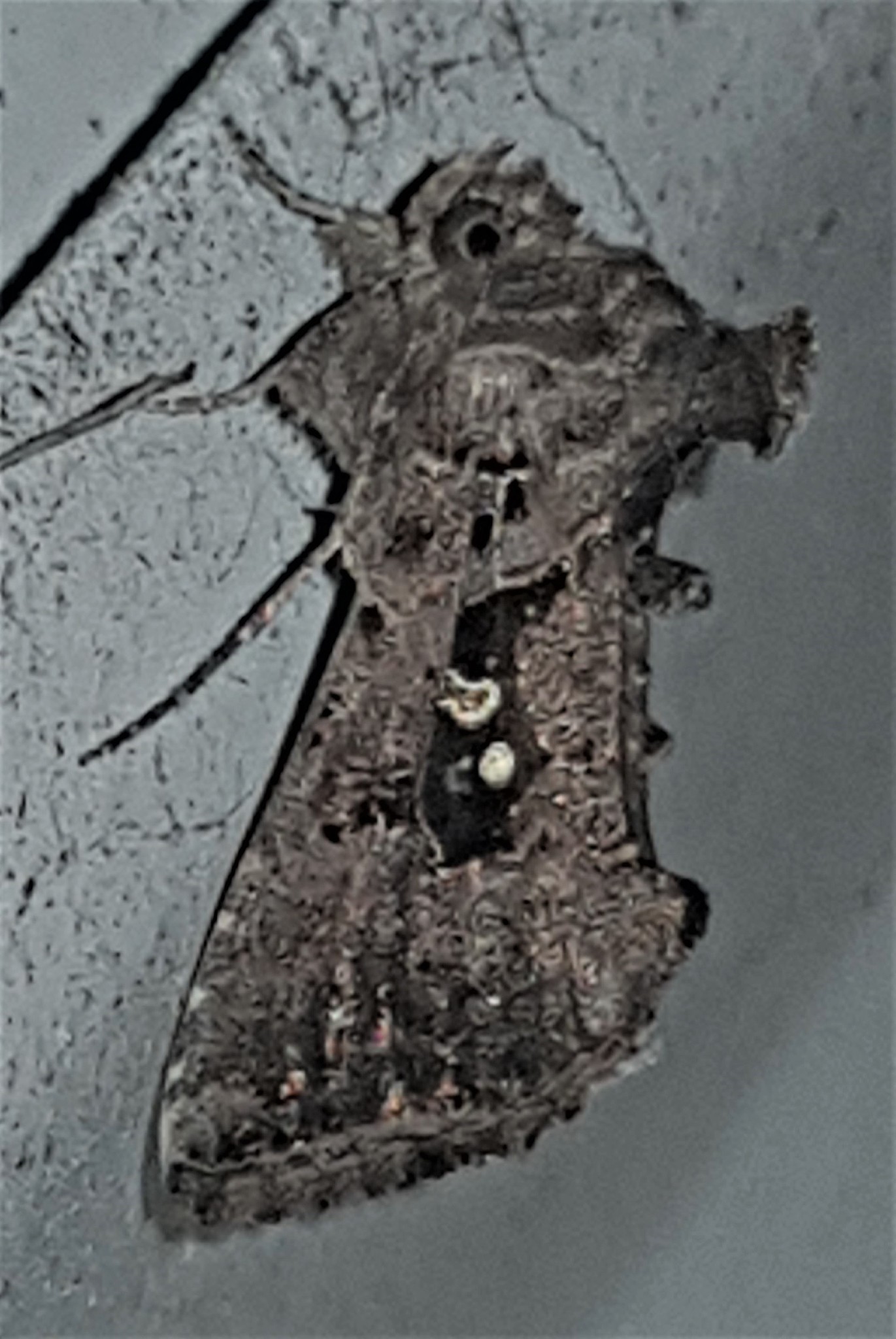 Argyrogramma signata (Fabricius, 1794)