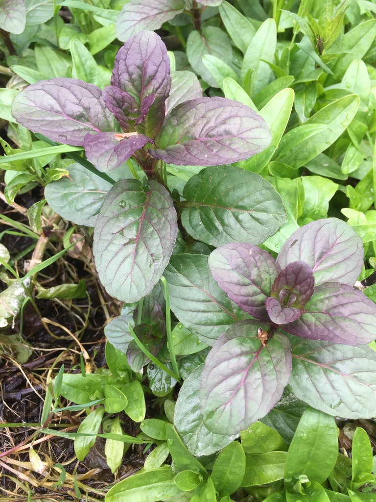 watermint (Mentha aquatica) - Botanical Realm