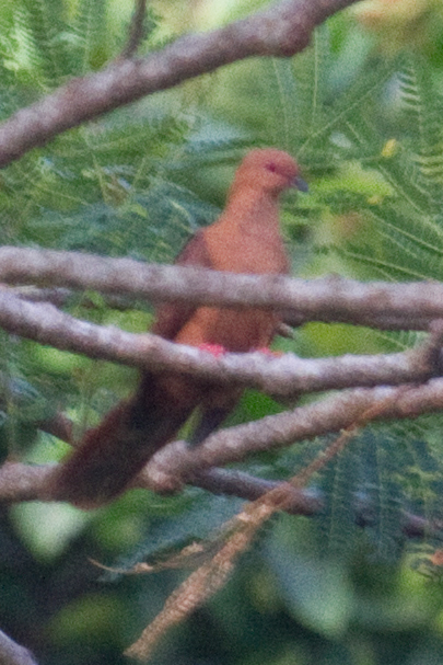 Mackinlay's Cuckoo-Dove (Bird Species Guide - Tetepare) · iNaturalist