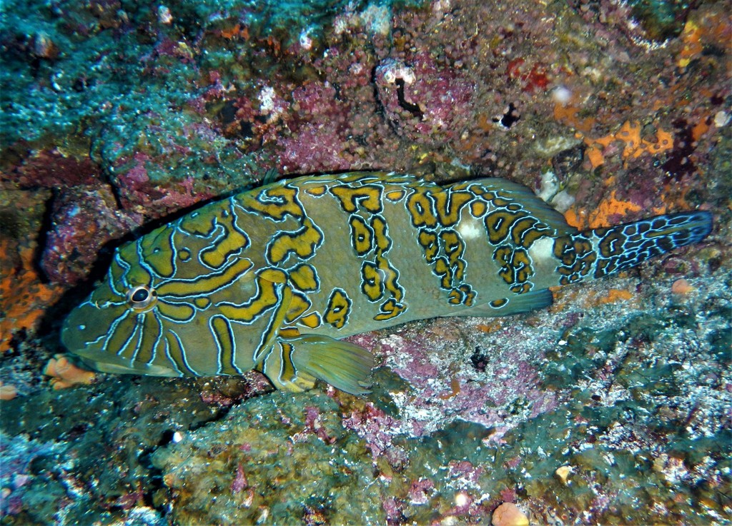 Giant Hawkfish (Cirrhitus rivulatus) - Marine Life Identification