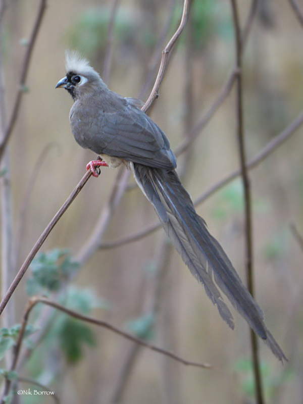 Mousebirds (Coliiformes) - Avian Discovery
