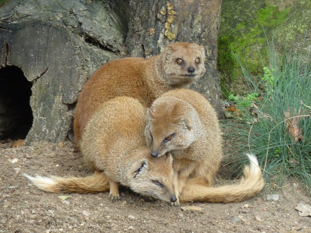Yellow Mongoose (Cynictis penicillata) - Know Your Mammals