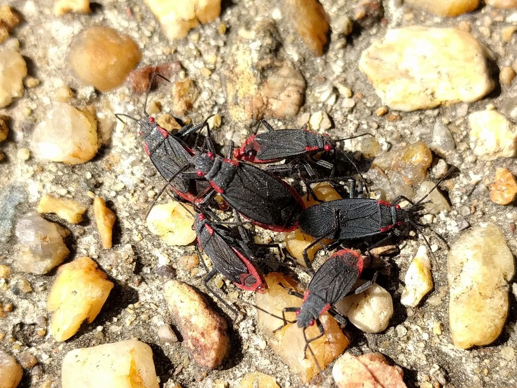 Red-shouldered Bug from 760 Virginia Avenue Northwest Washington, DC ...