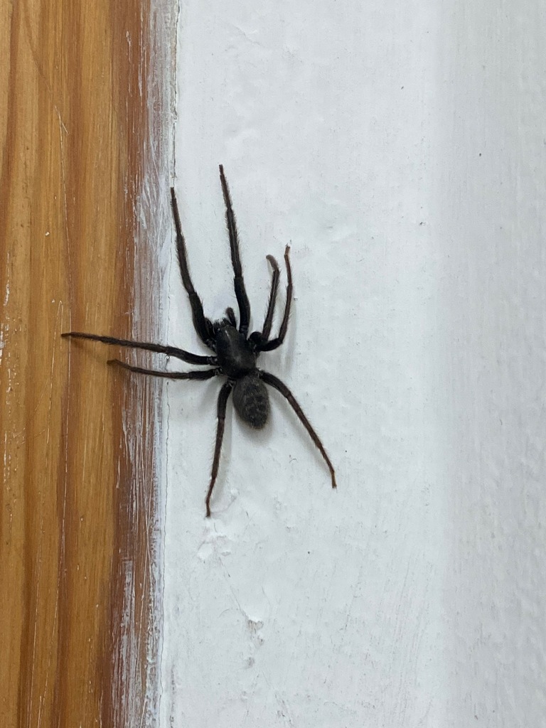 Tube-dwelling Spider from Civitavecchia on April 16, 2020 by fedep98 ...