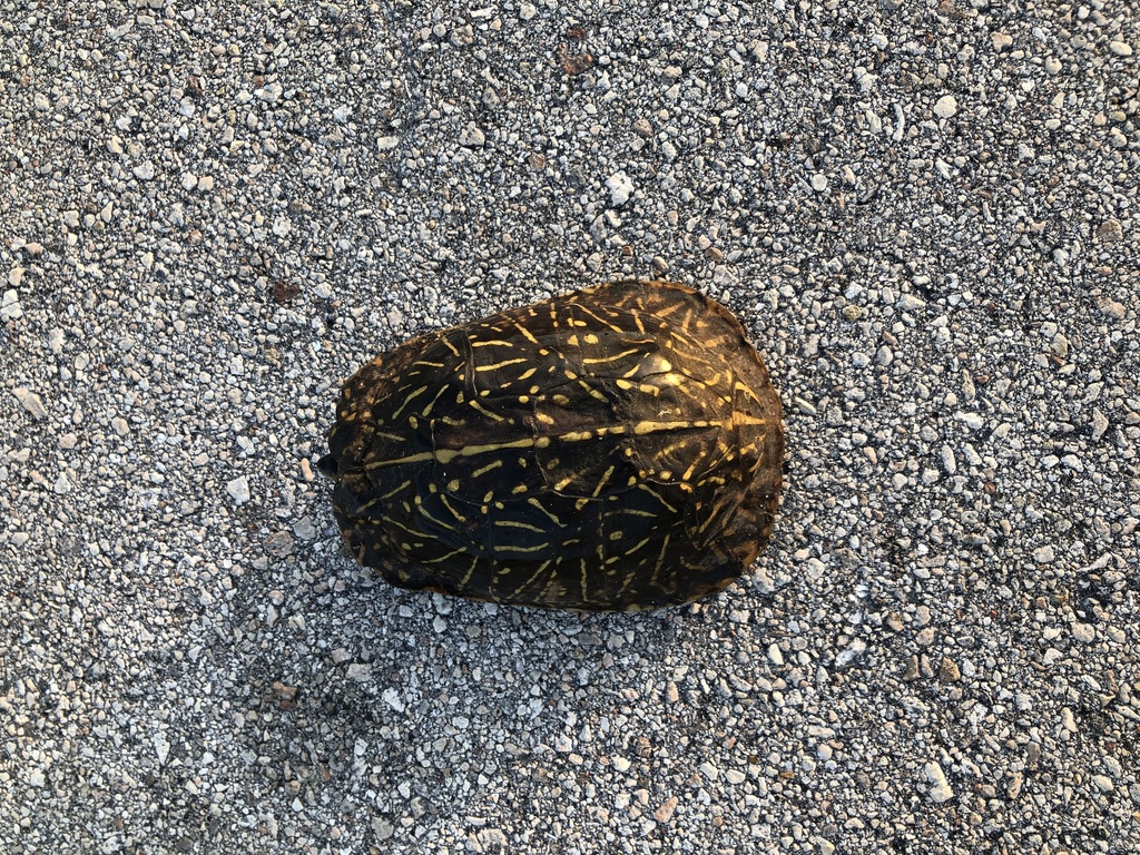 Florida Box Turtle from Sugarloaf Key, Summerland Key, FL, US on April ...
