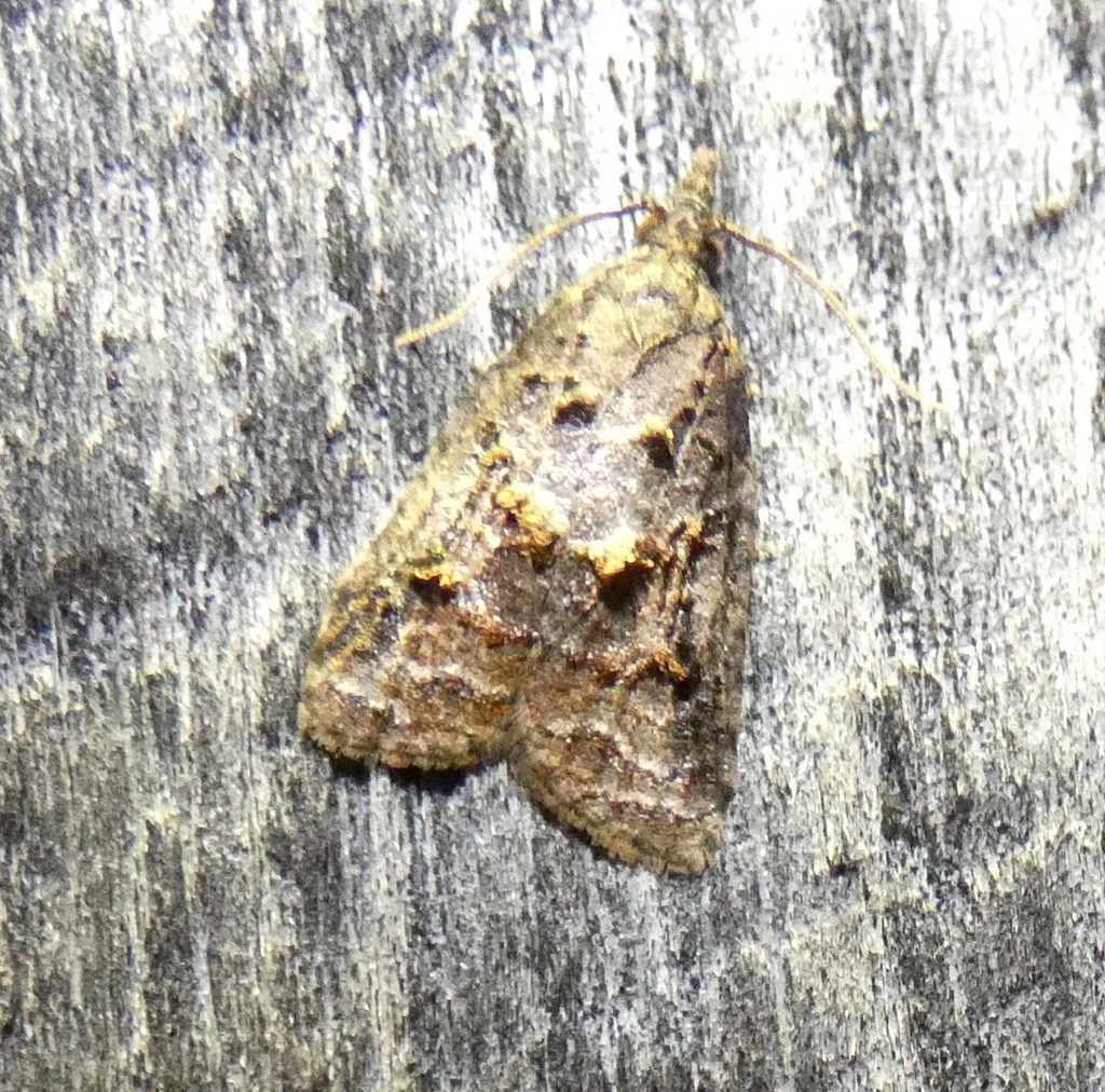 Tufted Apple Bud Moth from Allegany County, MD, USA on May 17, 2019 at ...