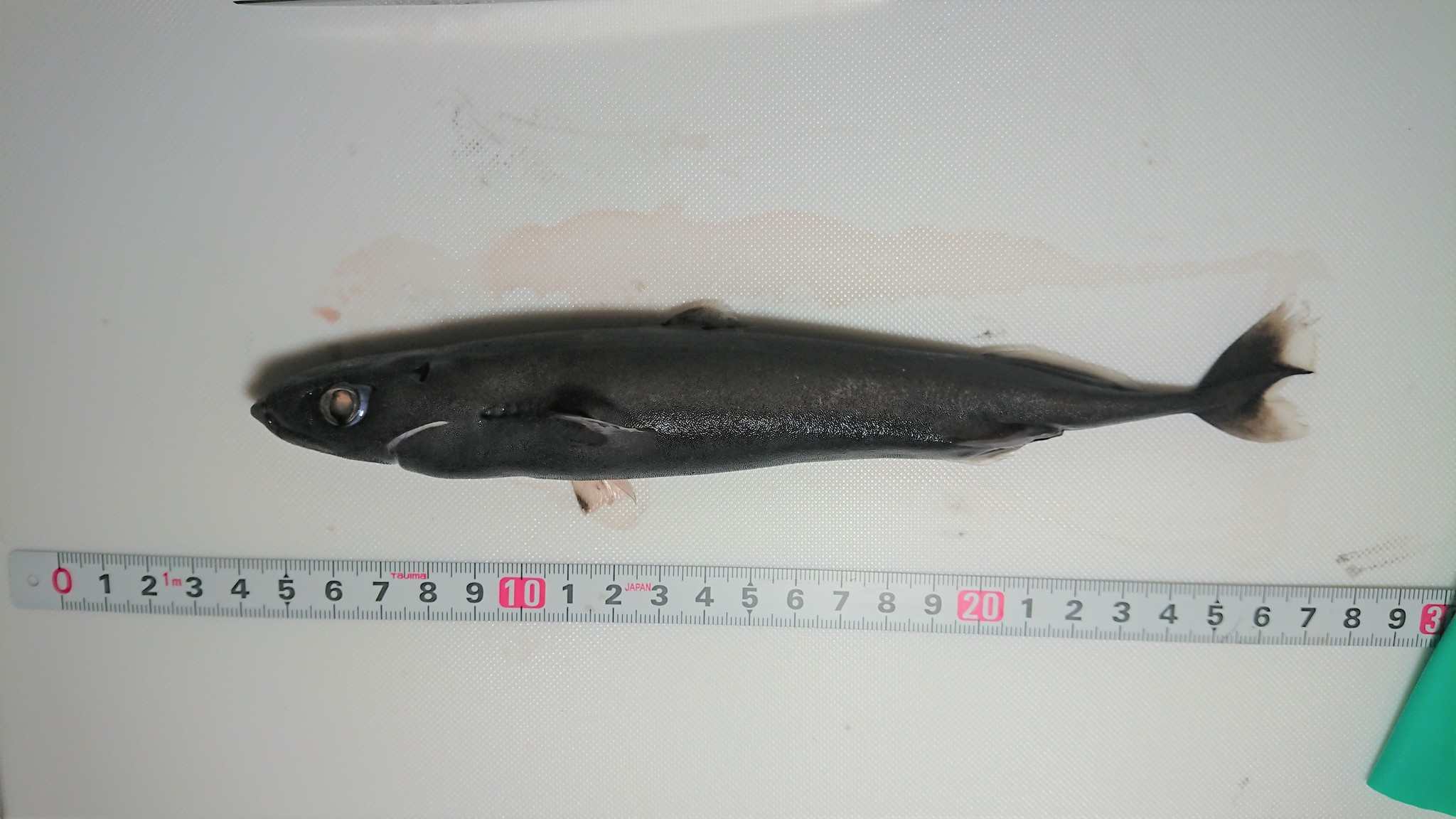 Squaliolus laticaudus Smith & Radcliffe, 1912