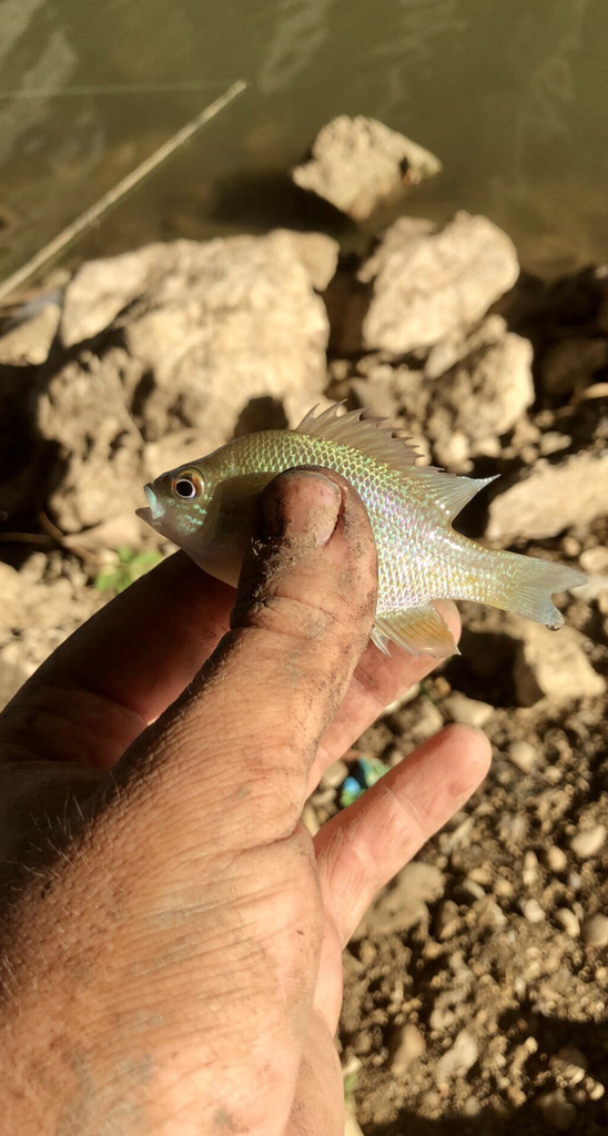 Rio Grande Longear Sunfish from Main St, Frisco, TX, US on April 17 ...