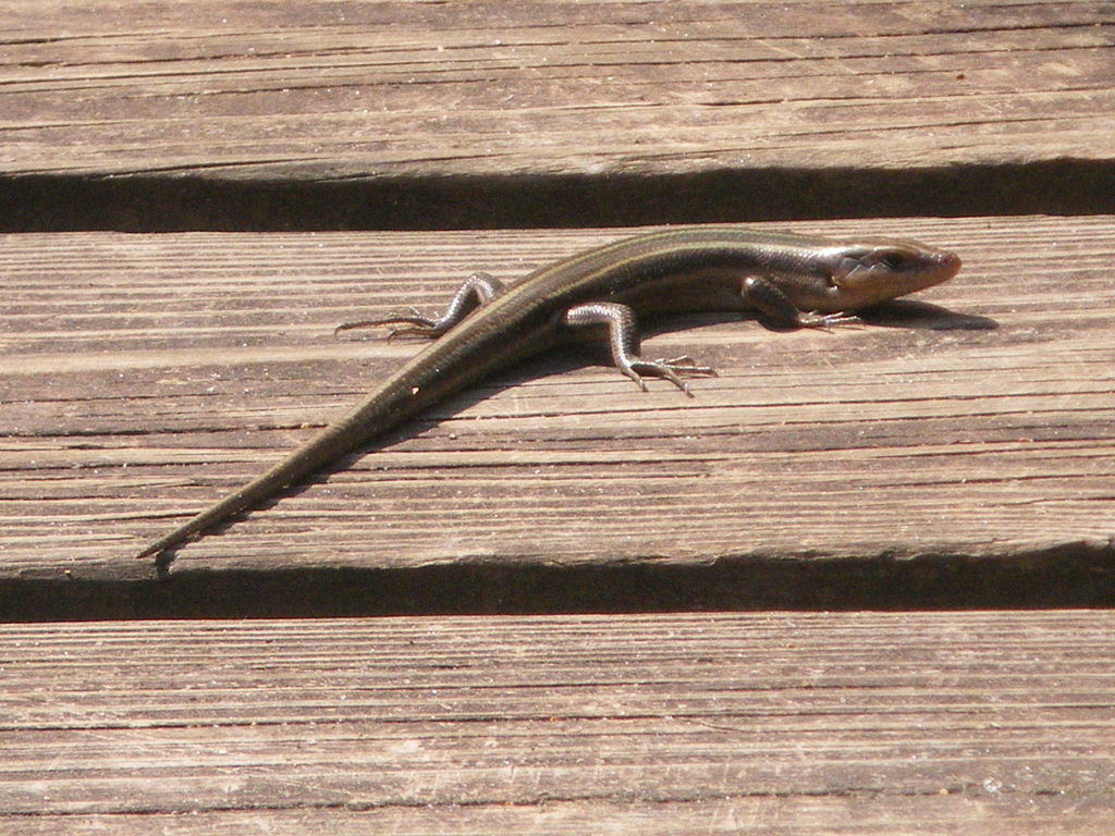 Common Five-lined Skink from Northeast Virginia Beach, Virginia Beach ...