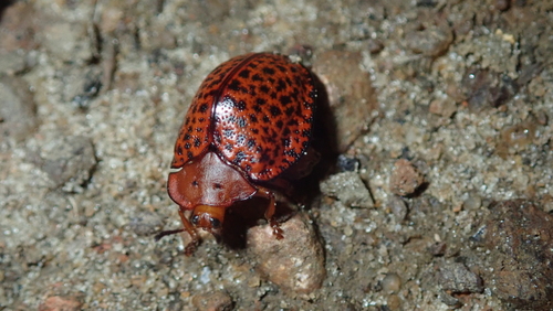 Chelymorpha variolosa · iNaturalist