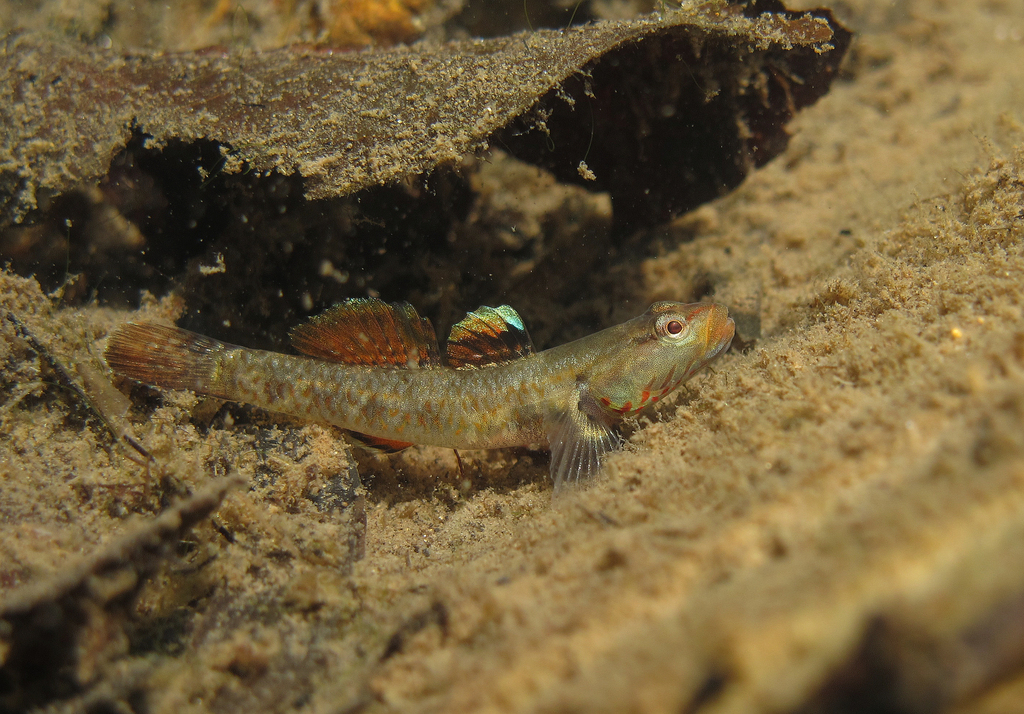 Whitecheek Goby from Ho Chung River, New Territories, Hong Kong on ...