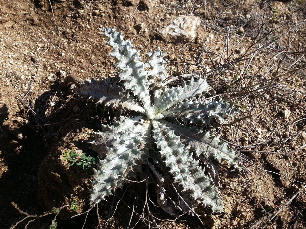 Cobwebby Thistle from Rancho Corral de Tierra on February 13, 2014 at ...