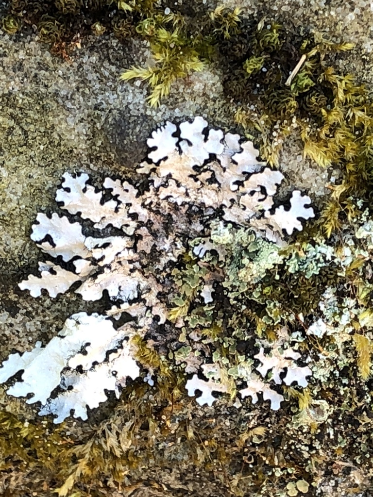 common lichens in April 2020 by Paula · iNaturalist