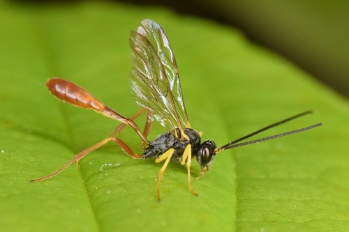 Dusona egregia · iNaturalist