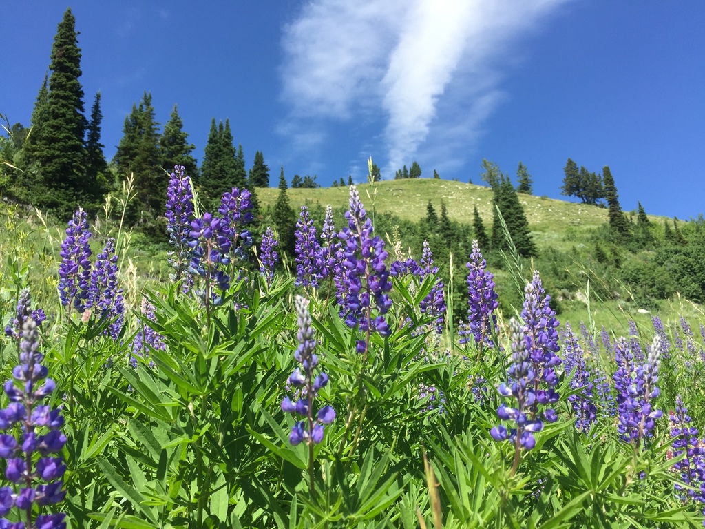 silvery lupine (Lupinus argenteus) - Botanical Realm