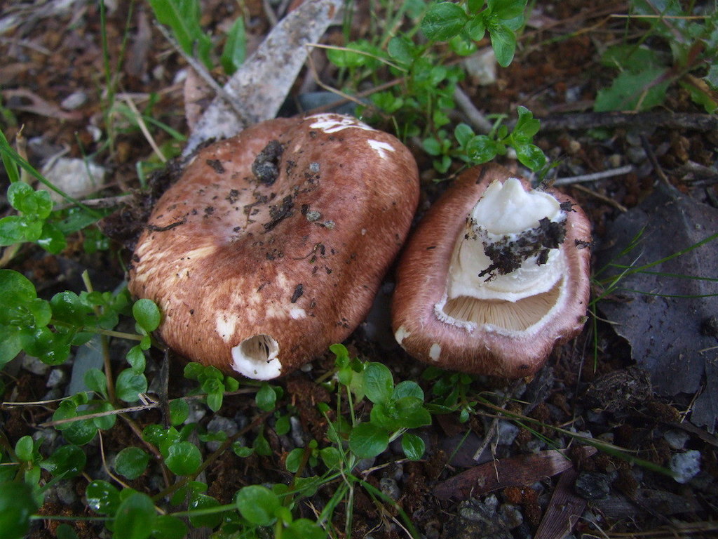 Agaricus megalocarpus from Carmel Valley, San Diego, CA, USA on April 18, 2020 at 02:47 PM by ...