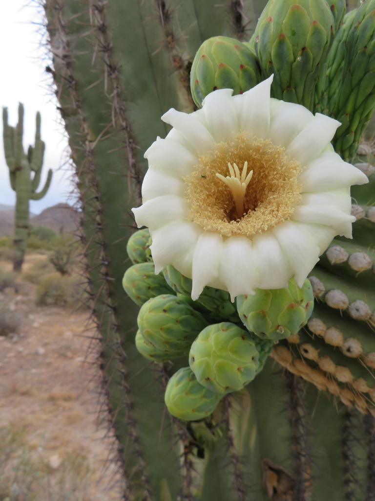 saguaro from White Tank Mountain Regional Park, Buckeye, AZ, US on ...