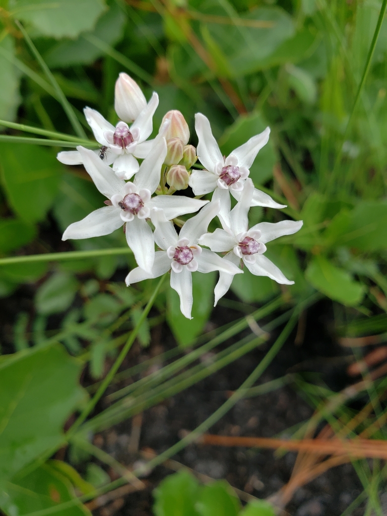 Florida milkweed from Haines City, FL 33844, USA on April 17, 2020 at ...