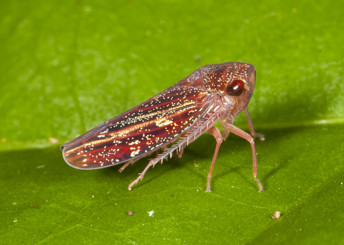 Acrulogonia tecta · iNaturalist