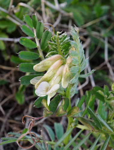 Subspecies Vicia pannonica pannonica · iNaturalist