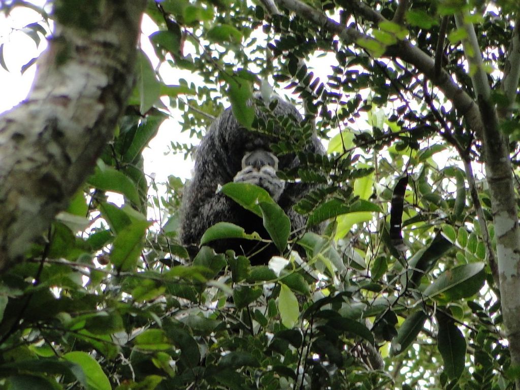 Pithecia monachus (PRIMATES-BRAZIL) · iNaturalist