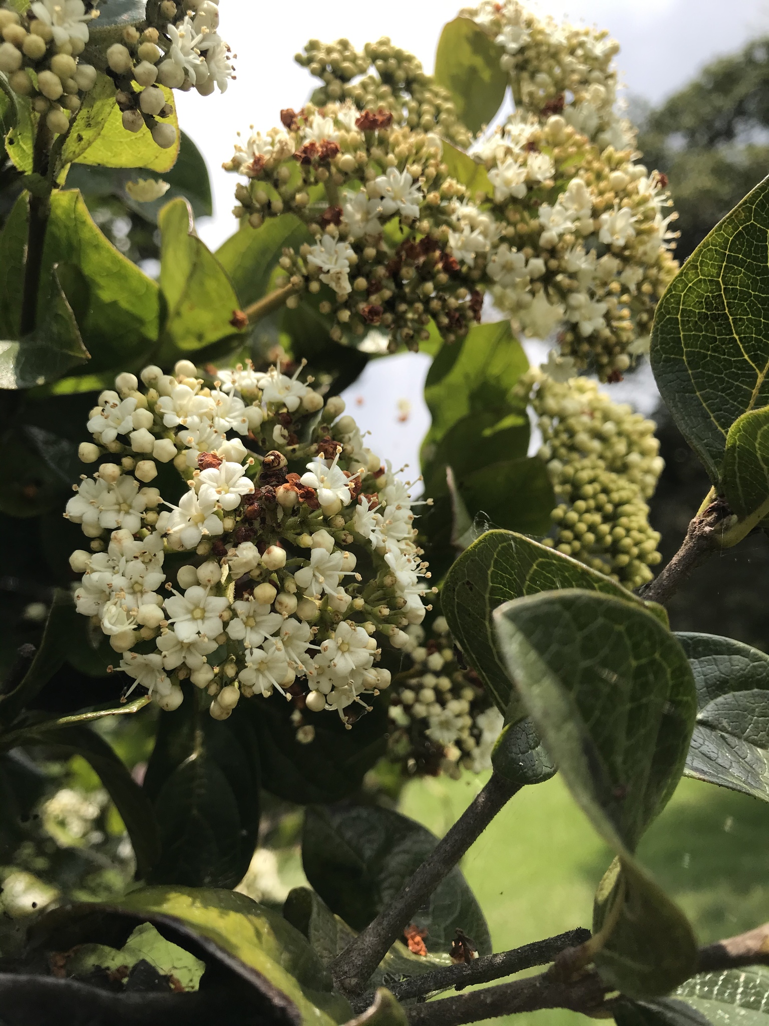 Viburnum triphyllum Benth.