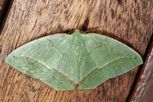 Genus Phyle · iNaturalist United Kingdom