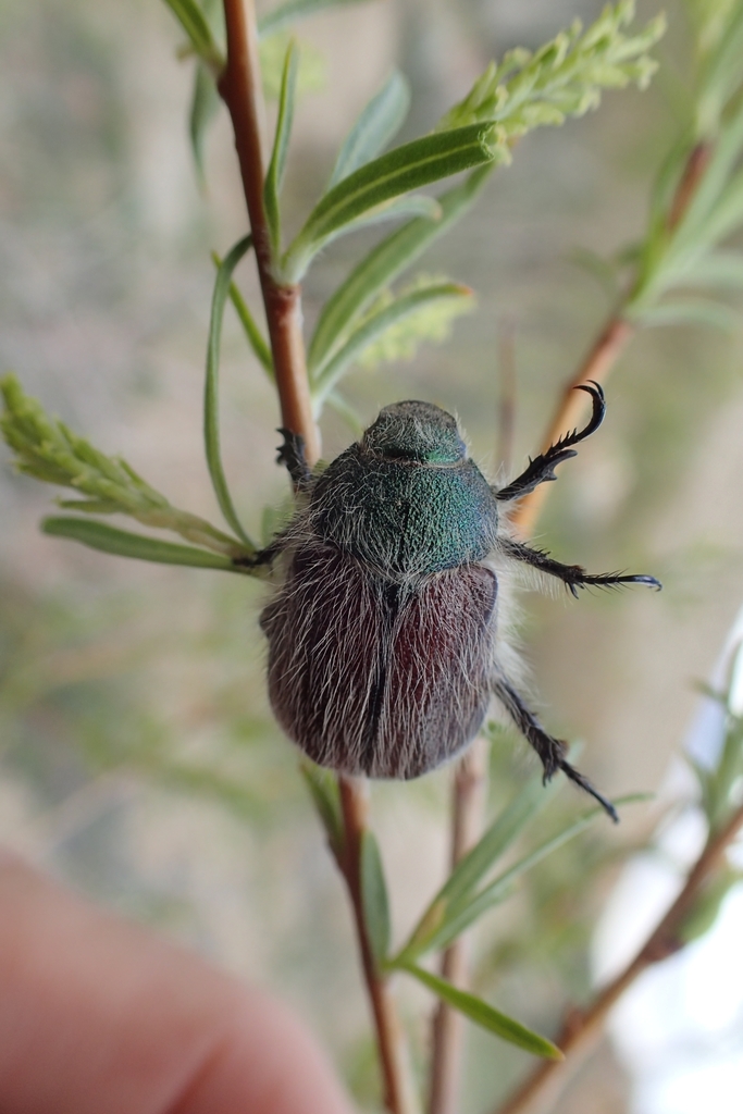 Hairy Bear Scarab Beetle from Big Pine, CA 93513, USA on April 18, 2020 ...
