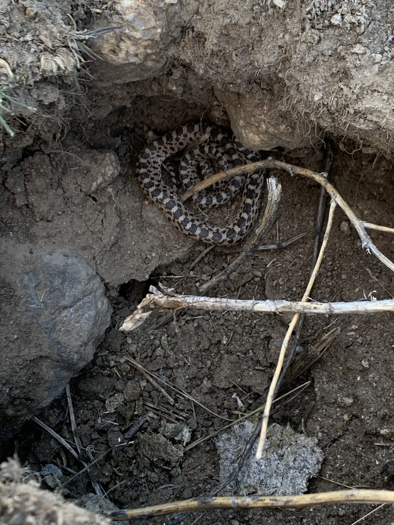 Great Basin Gopher Snake from Boise, ID, US on April 17, 2020 at 05:46 ...