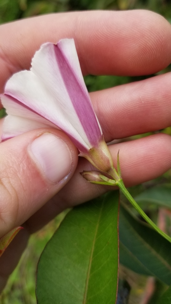 Pacific False Bindweed from Malibu, CA 90265, USA on April 18, 2020 at ...
