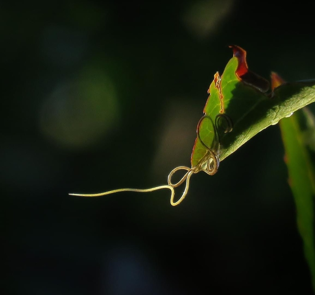 Insect-Parasitising Nematodes in April 2020 by Mark. On a camellia tree ...