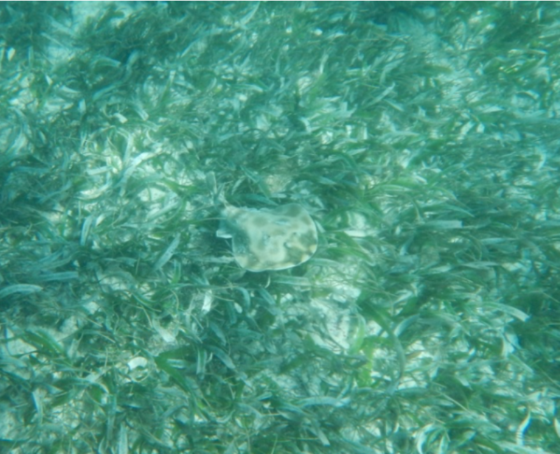 Numbfishes (Narcinidae) - Marine Life Identification