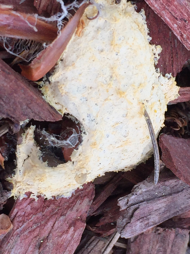 Dog Vomit Slime Mold from 6342 Celia Vista Dr, San Diego, CA, US on ...