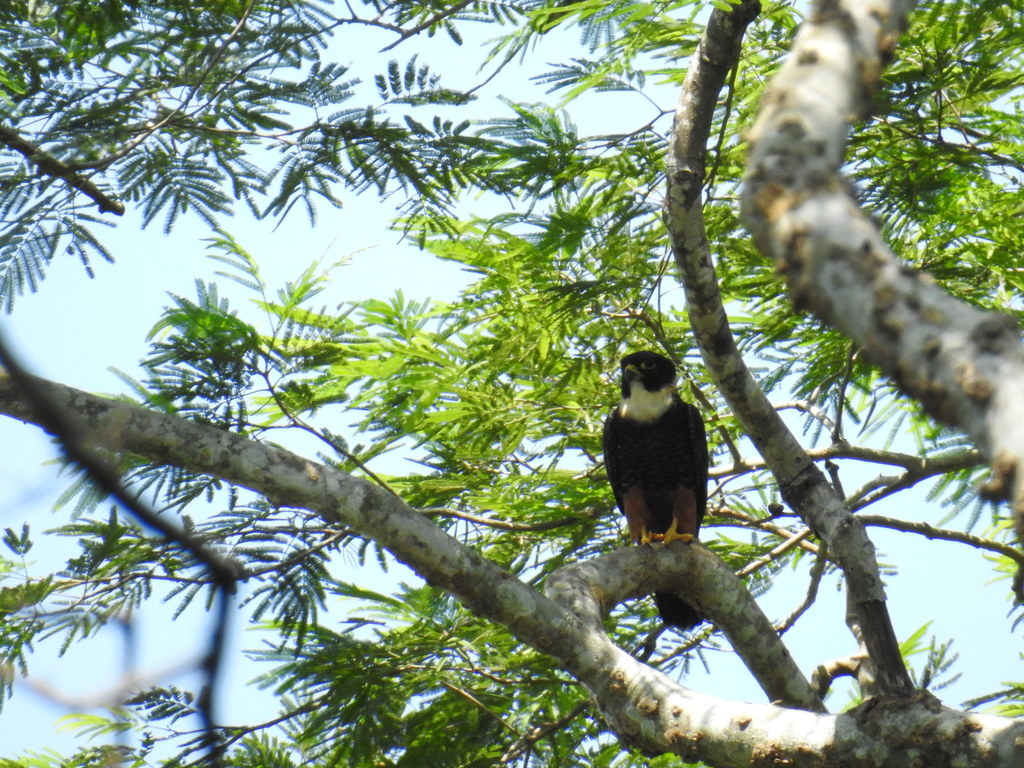Bat Falcon from EL SILENCIO,SUCHIATE on September 20, 2016 by Red de ...