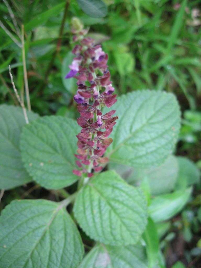 Monkey's Potato (Coleus monostachyus) - Botanical Realm