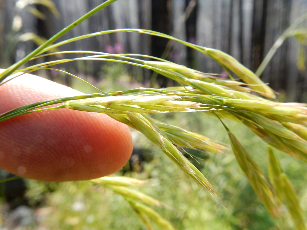 Common Brome (Plants of Mount Burdell (CNPS list with pictures ...