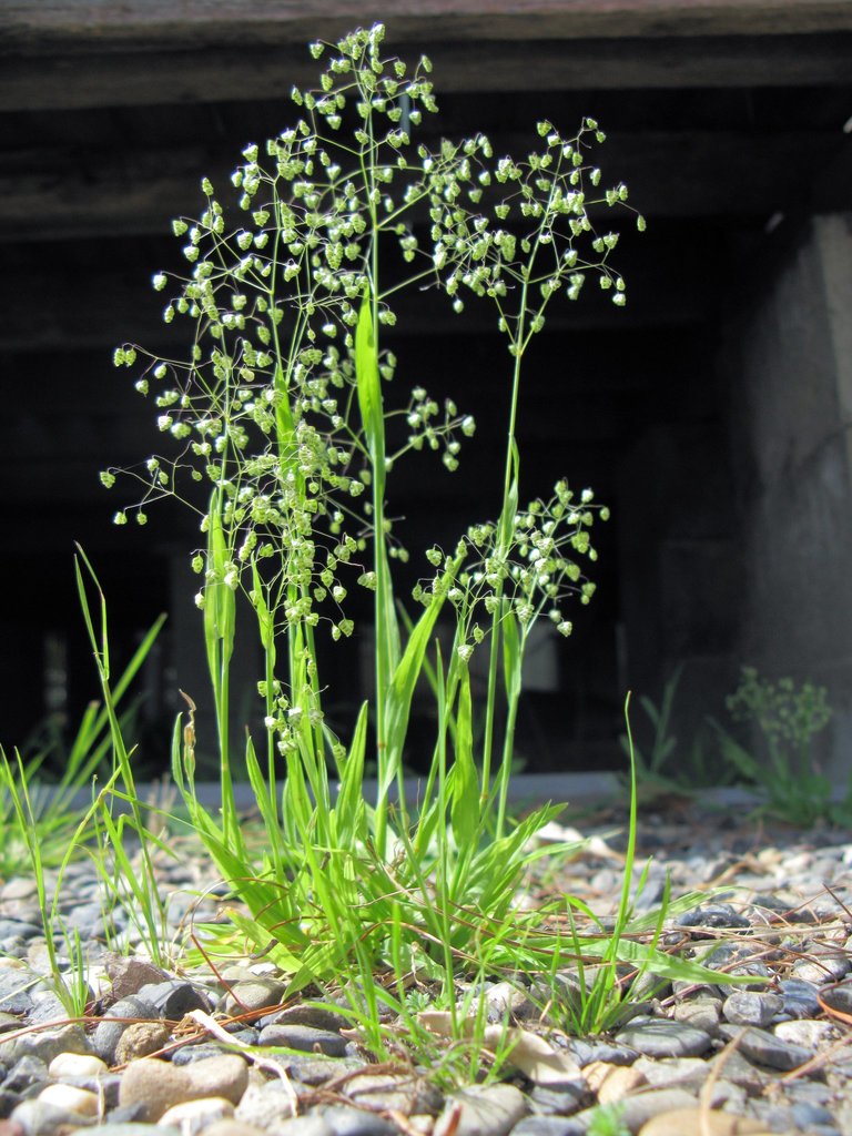 Little Rattlesnake Grass (Plants of Mount Burdell (CNPS list with ...