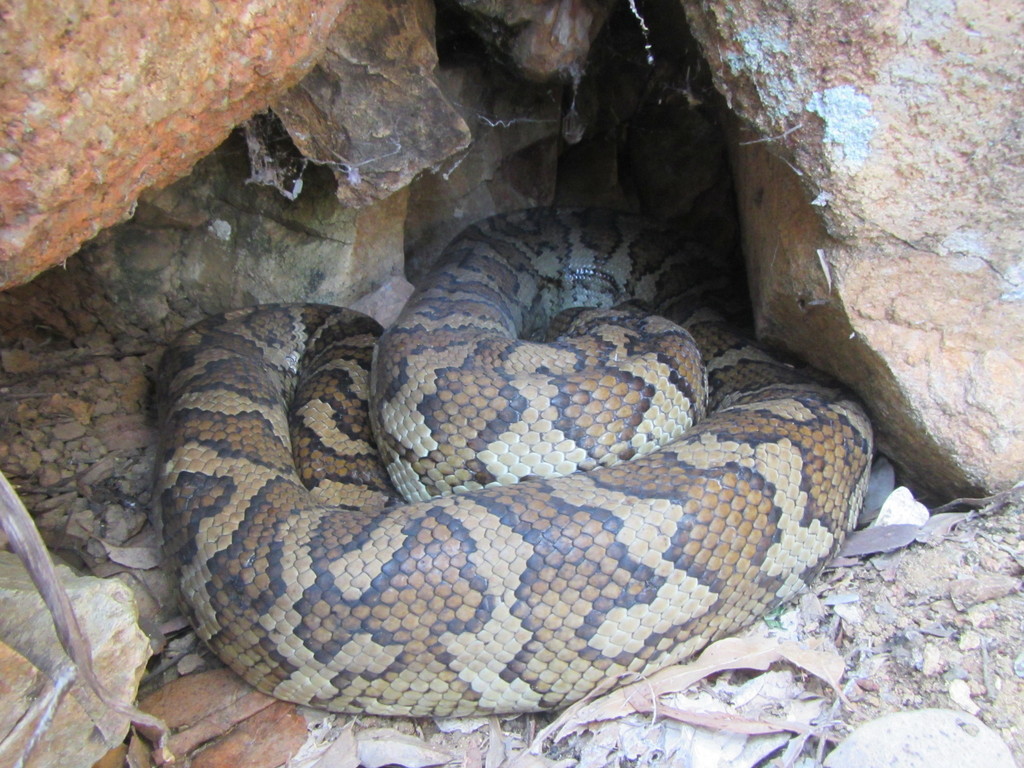 Coastal Carpet Python from Douglas QLD 4814, Australia on November 19 ...