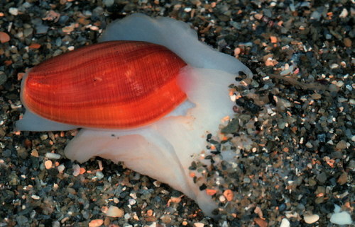 Skafandrovkovití (Scaphandridae)