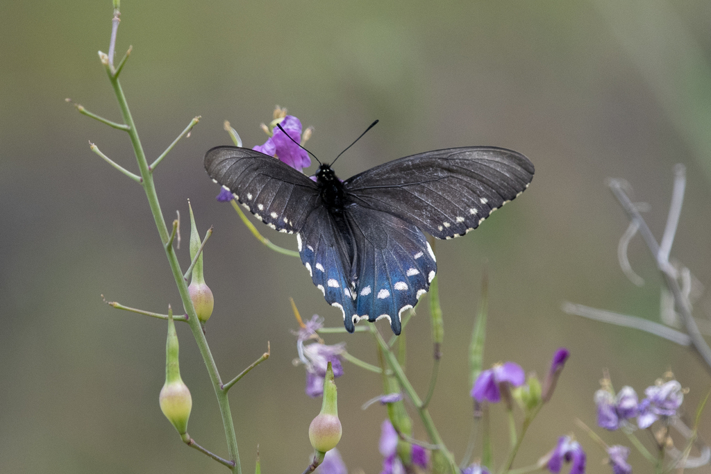 California Pipevine Swallowtail from Point Richmond, Richmond, CA, USA ...