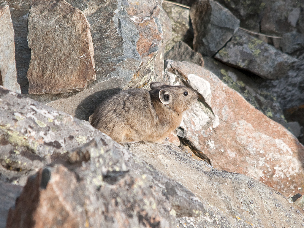 Alpine Pika (Ochotona alpina) - Know Your Mammals