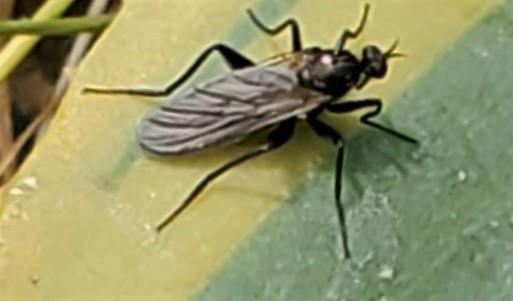 Long-tailed Dance Fly from Monterey County, CA, USA on April 18, 2020 ...