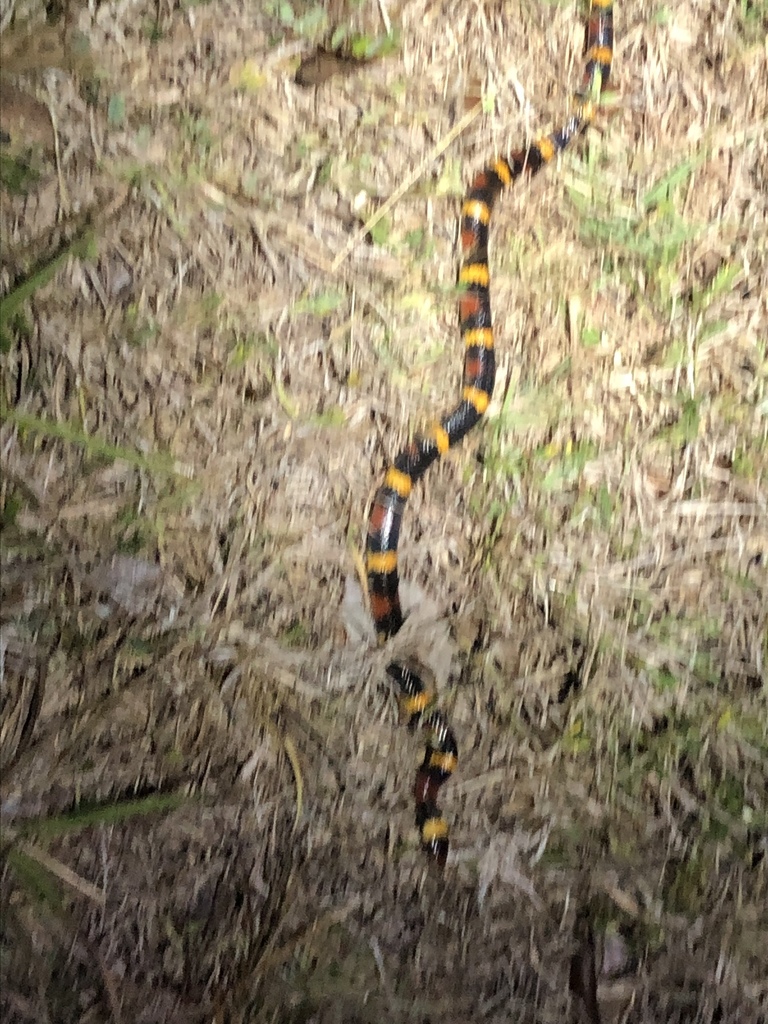 Scarlet Kingsnake from Everglades National Park, FL, US on April 17 ...